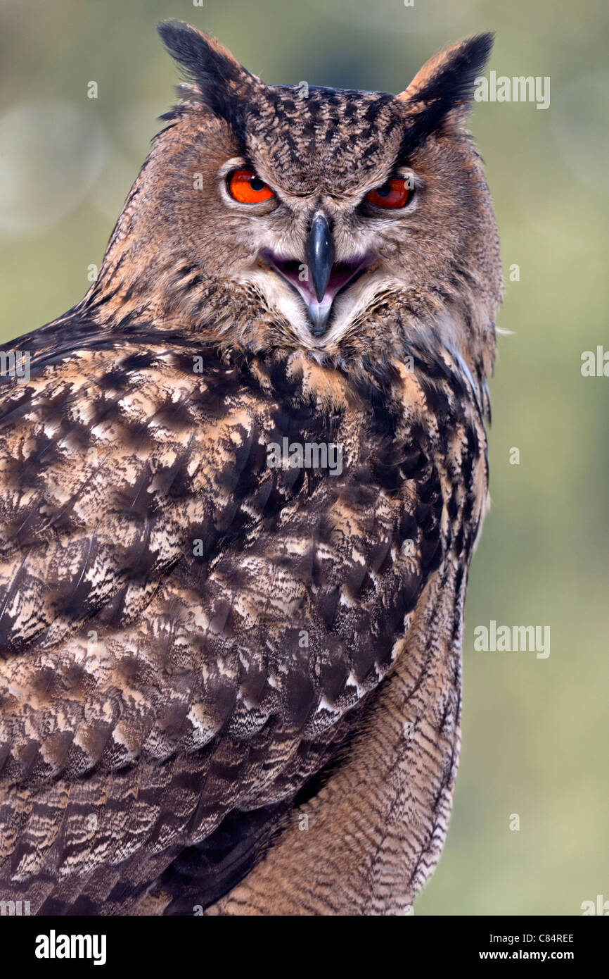 Eagle owl (Bubo bubo Stock Photo - Alamy