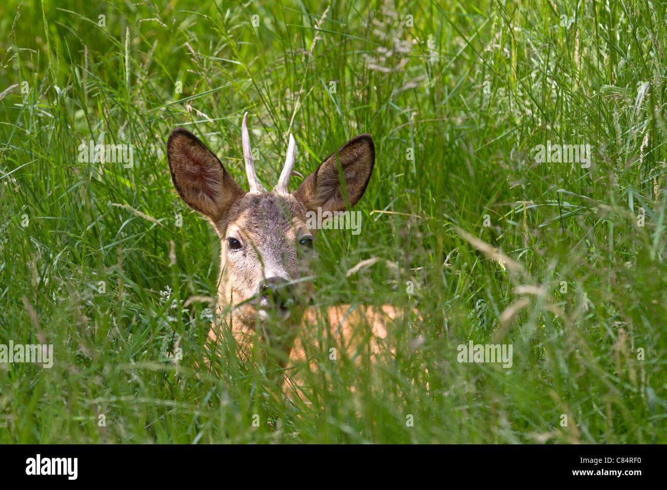 Rehbock wild hi-res stock photography and images - Alamy