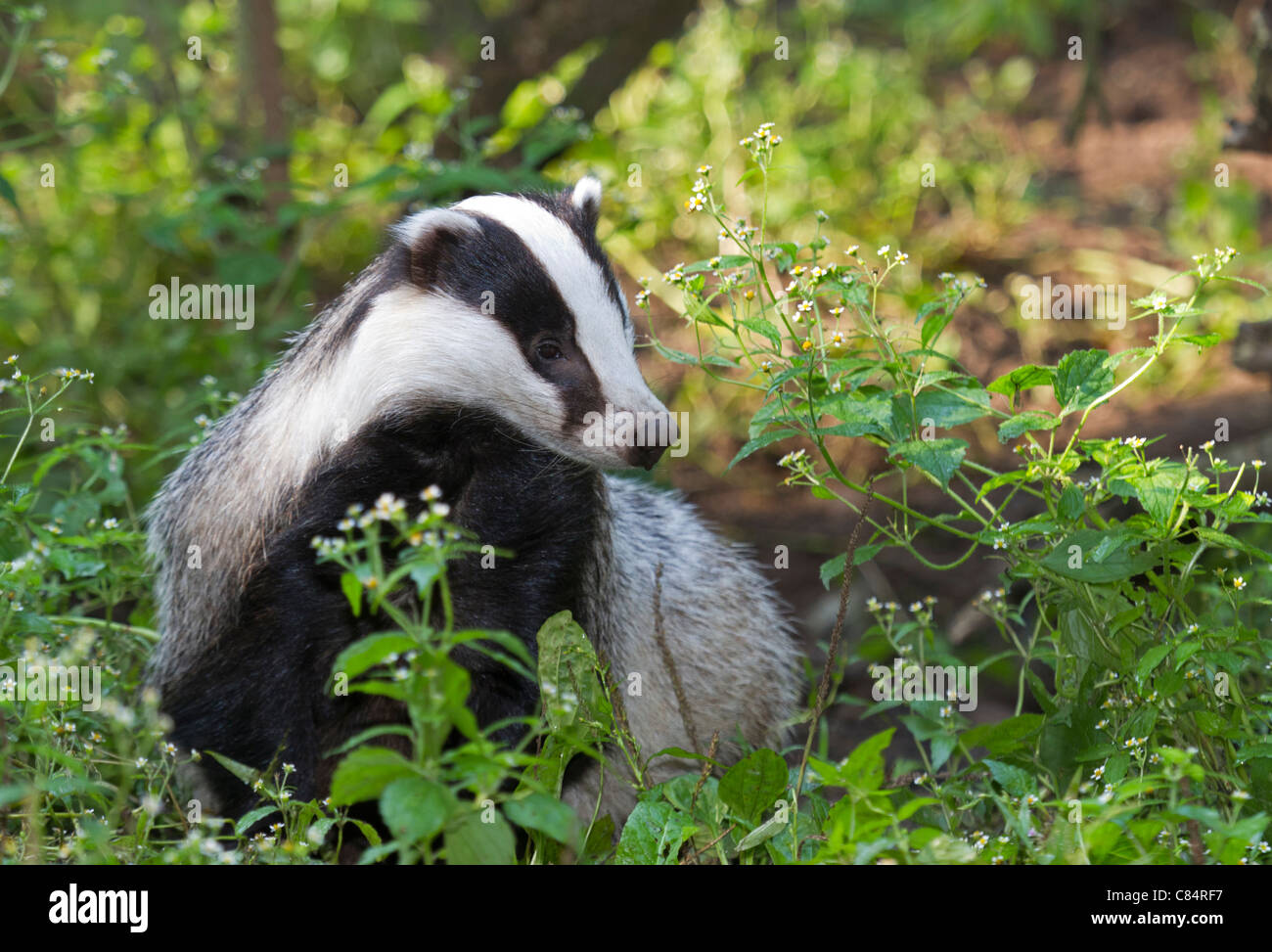 European badger (Meles meles Stock Photo - Alamy