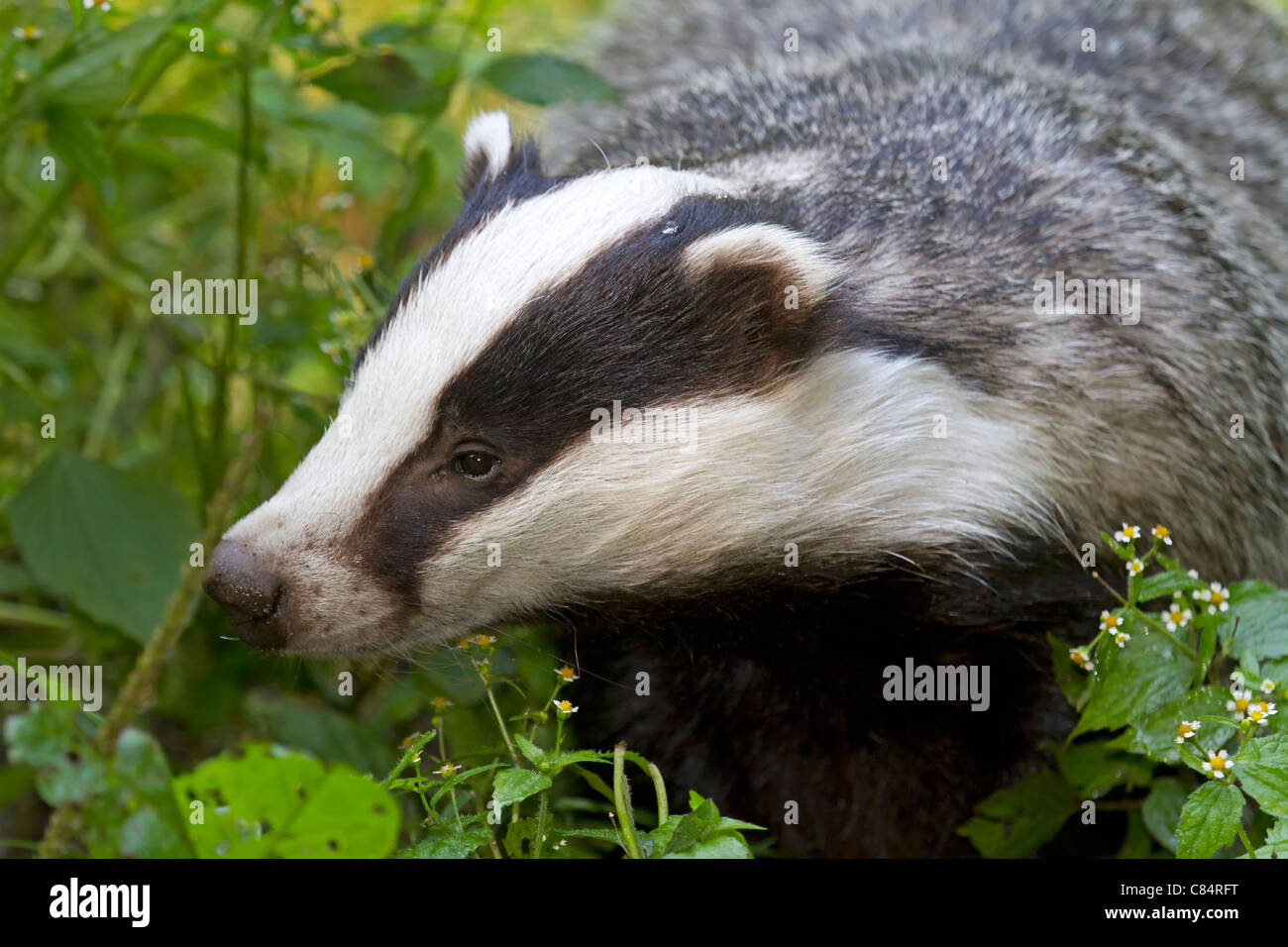 Badger close up hi-res stock photography and images - Alamy