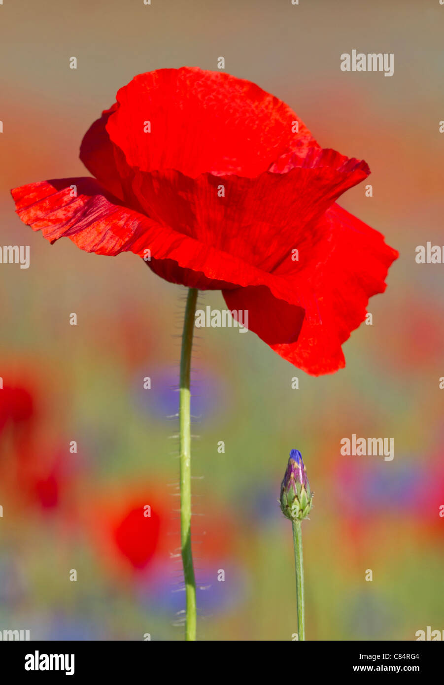 Eurasian flower hi-res stock photography and images - Alamy