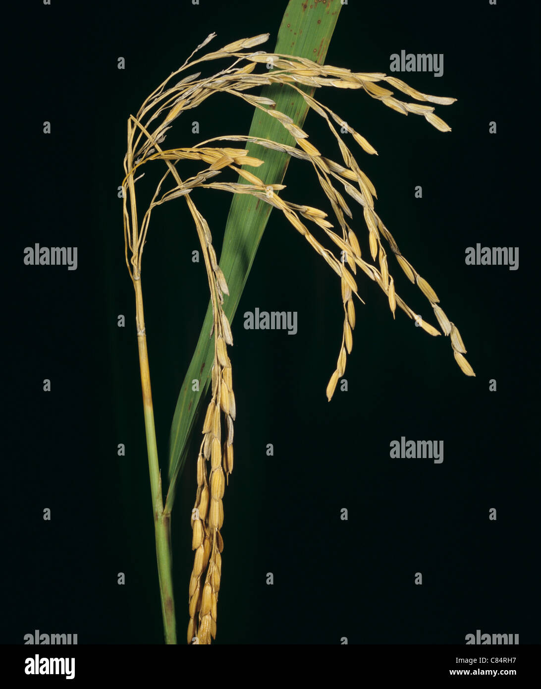 Rice Crop Disease High Resolution Stock Photography and Images - Alamy