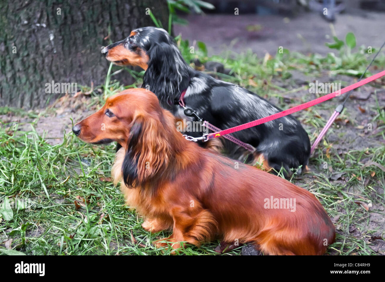 Dachshund short legged long bodied dog breed hi-res stock photography ...