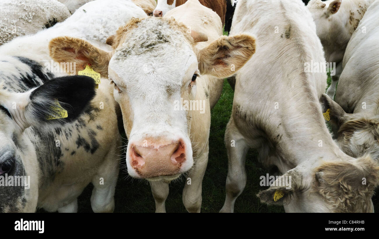 Steers Cattle High Resolution Stock Photography and Images - Alamy