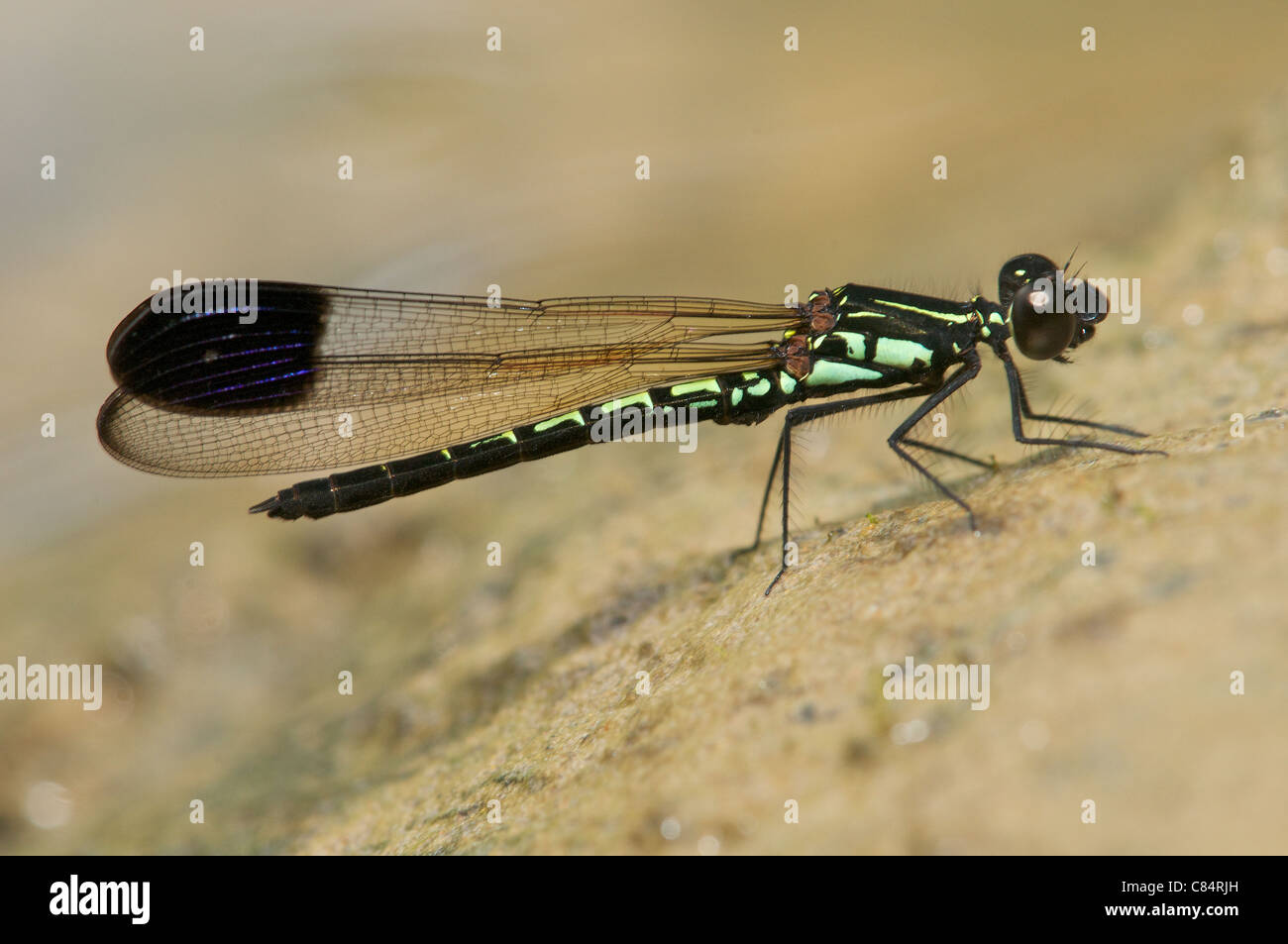 Rainforest damselfly sitting by stream in Gunung Leuser National Park ...