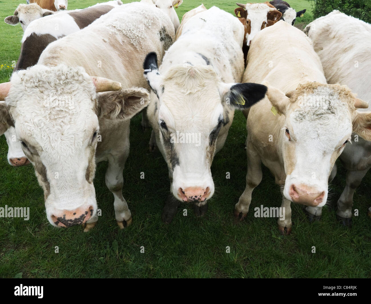 Beef cattle farming hi-res stock photography and images - Alamy