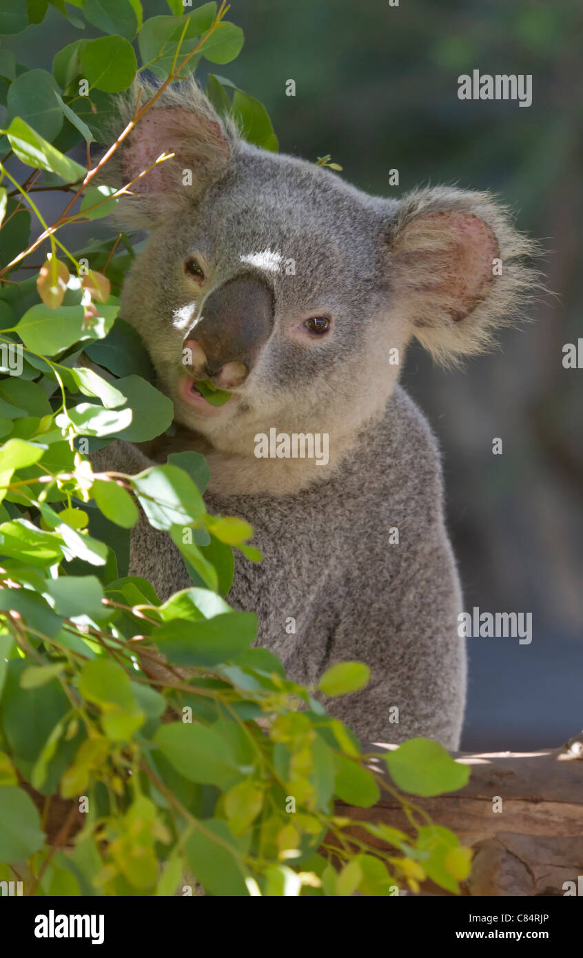 Koala (Phascolarctos cinereus Stock Photo - Alamy