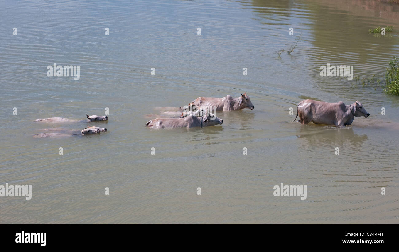 Cows swimming across a river in Sisophon, Banteay Meanchey province ...