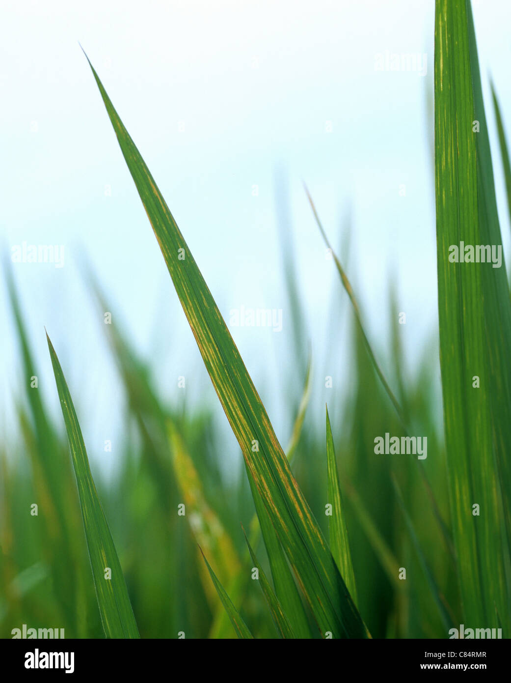 Bacterial leaf streak (Xanthomonas oryzicola) lesions on rice leaves ...