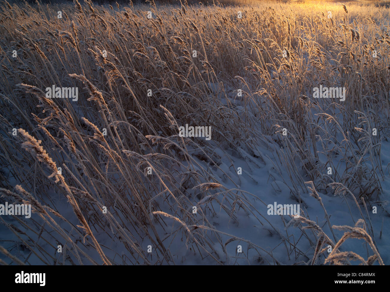 Frosty cane break at Winter , Finland Stock Photo - Alamy
