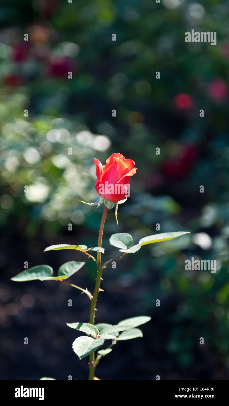 Beautiful red rose flower on a green background in the park Stock Photo ...
