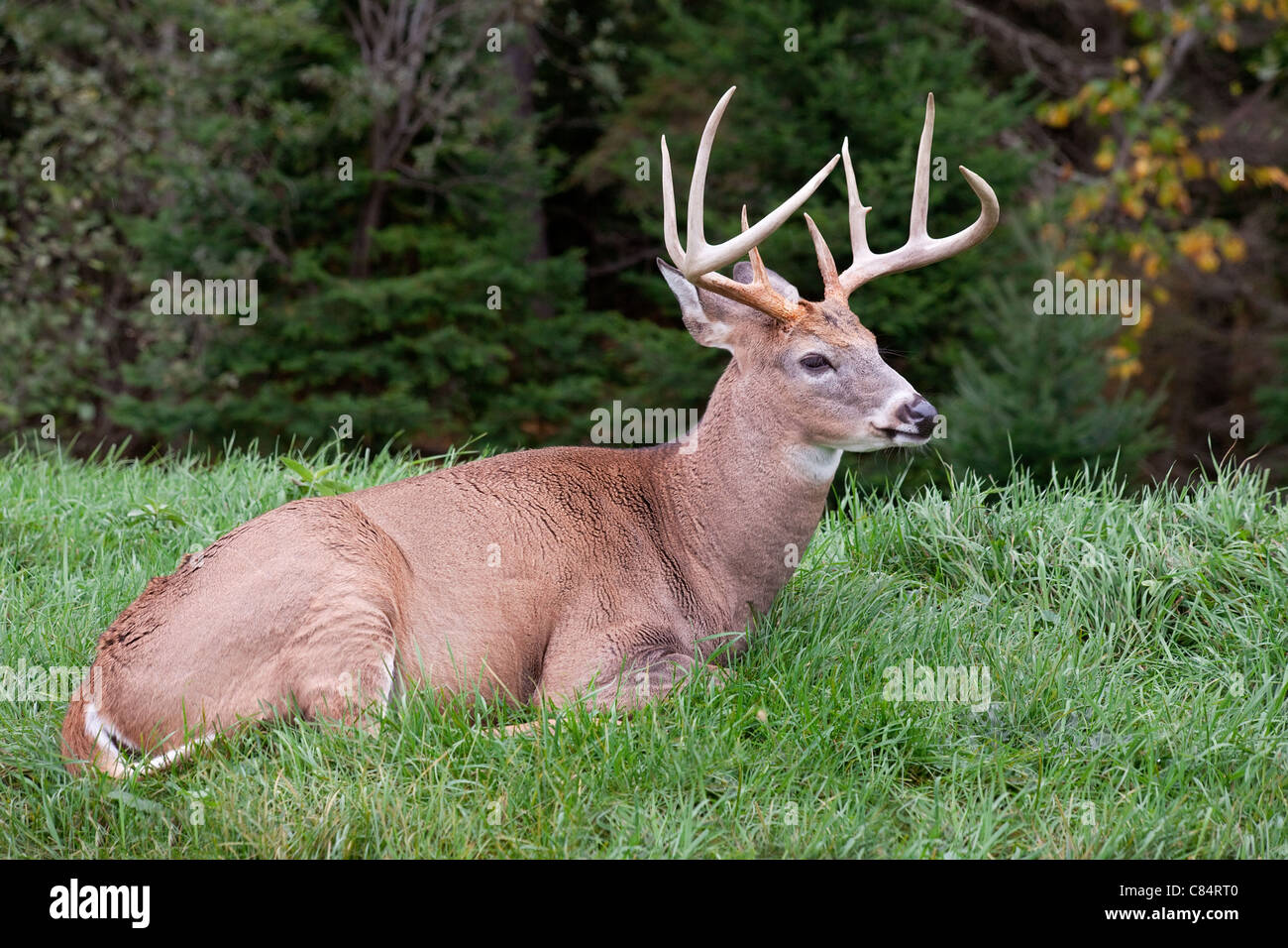 Male Deer Profile