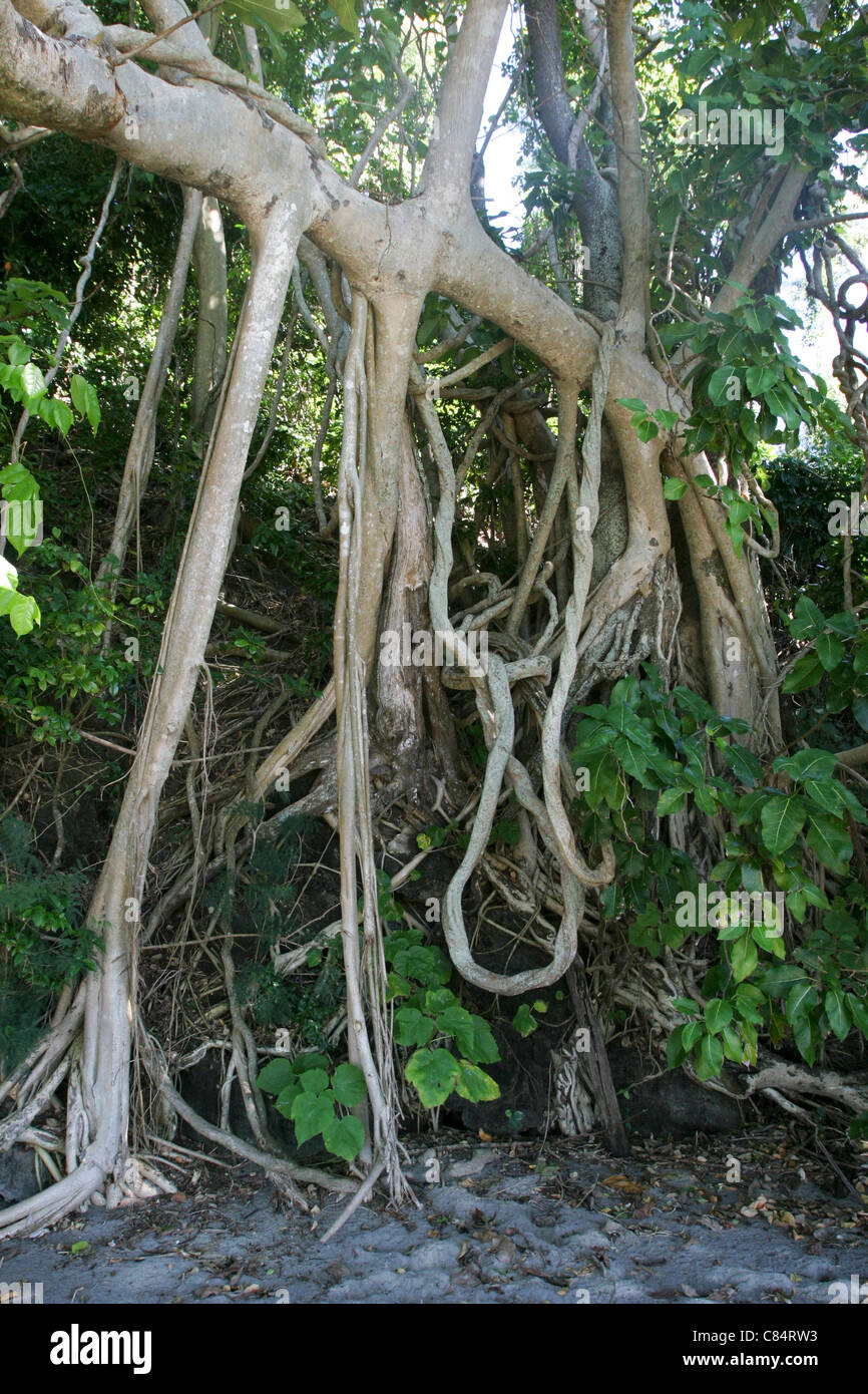 Madagascar lianas tree Nosy Tany Kely isle near Nosy Be Africa Stock ...