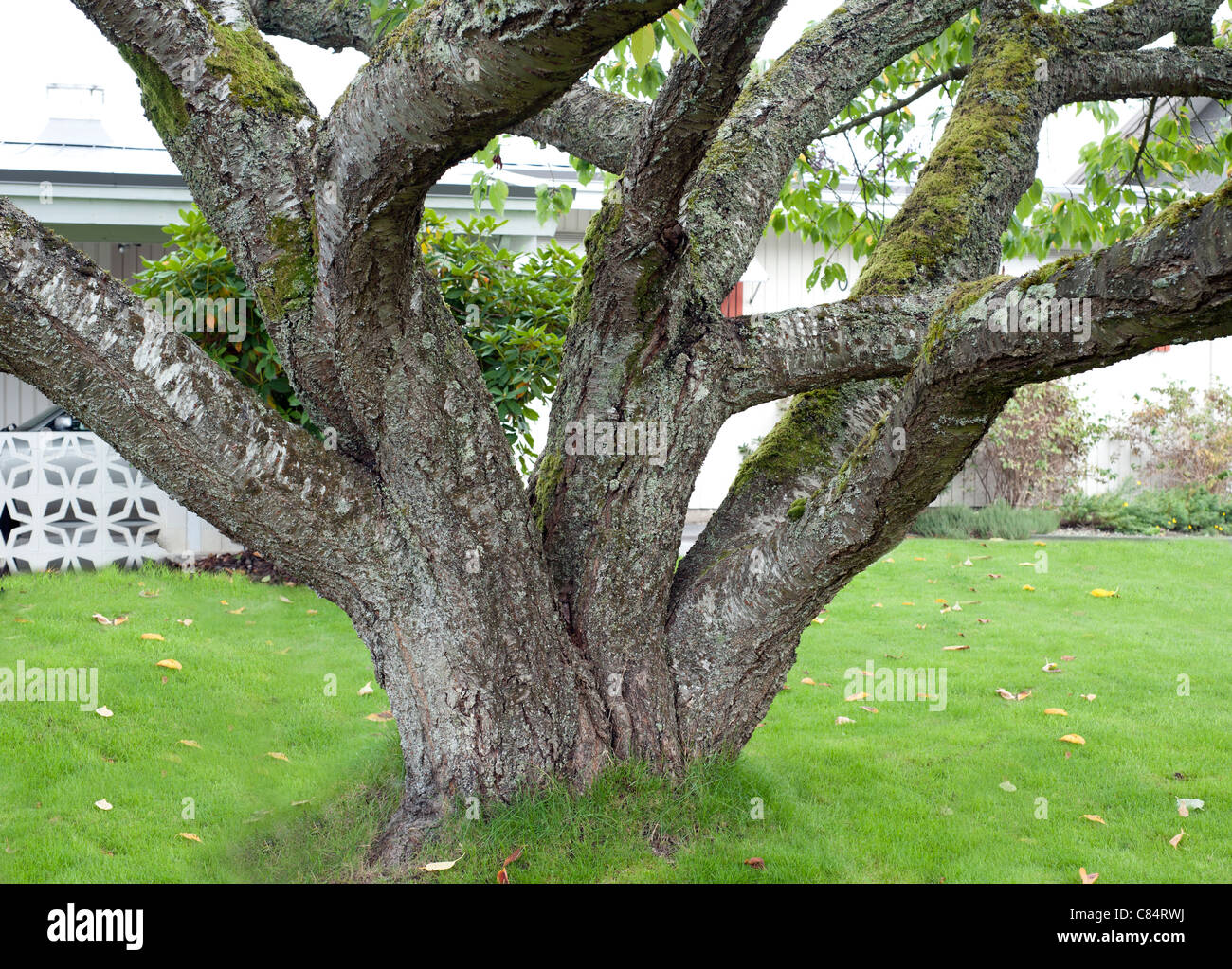 Aged cherry tree in the garden Stock Photo - Alamy