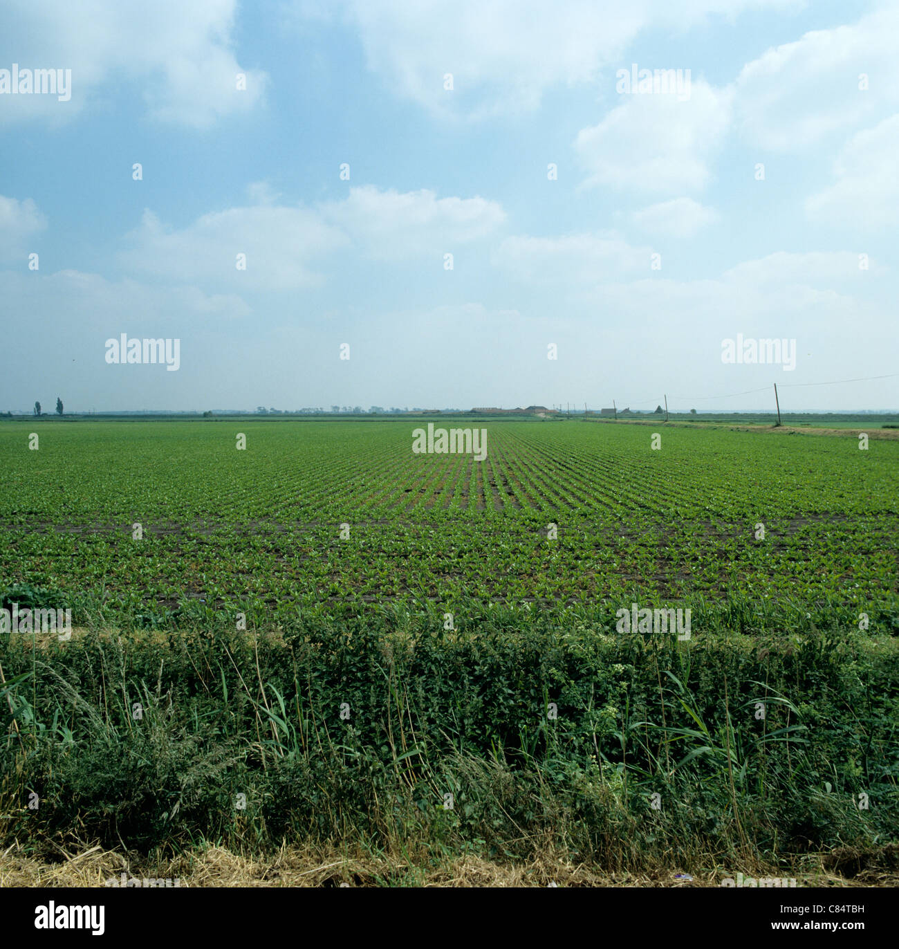 Young sugar beet crop on flat Lincolnshire fenland field, June Stock ...