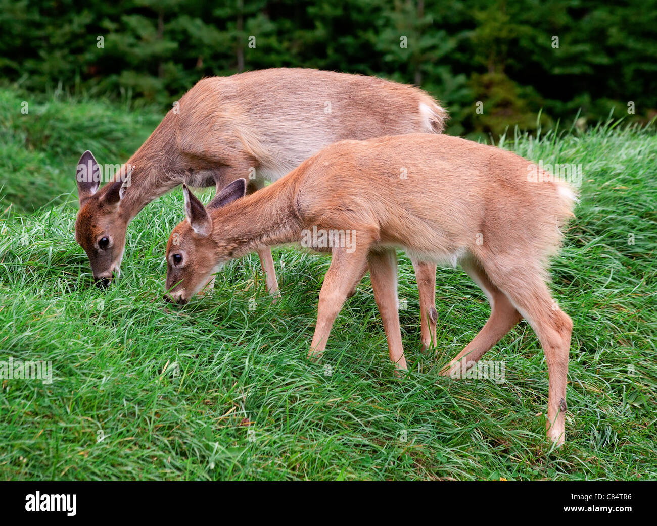 Doe two fawns hi-res stock photography and images - Alamy