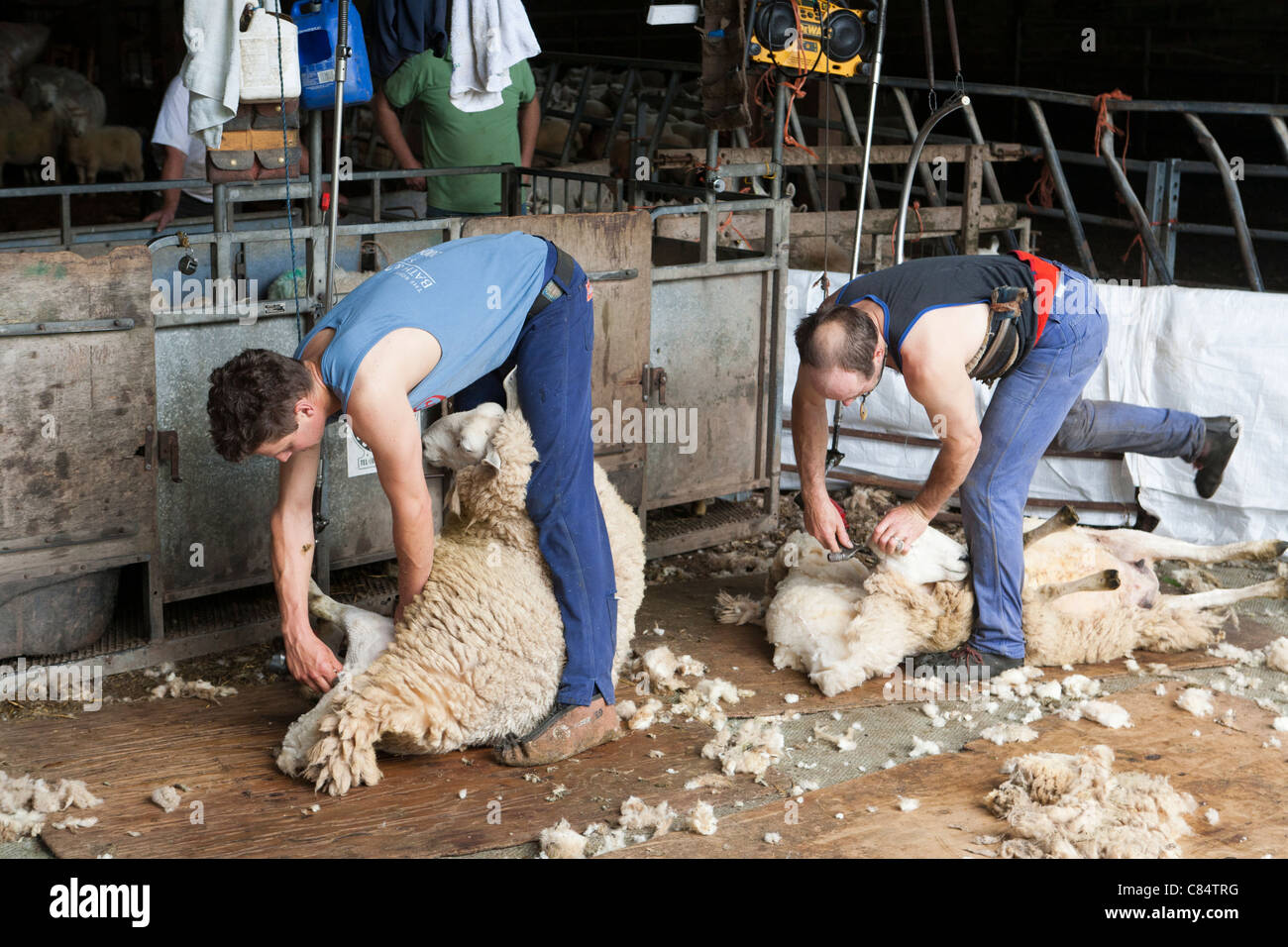 Woman sheep shearing hi-res stock photography and images - Alamy