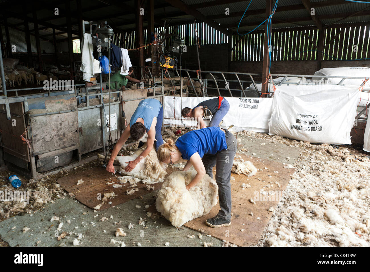 Sheep Shearing Stock Photos & Sheep Shearing Stock Images - Alamy