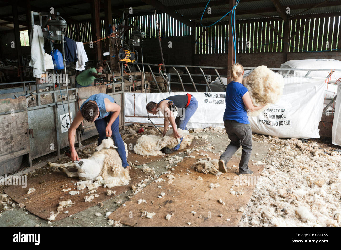Sheep shearing on an Exmoor farm at Cloutsham, Somerset Stock Photo - Alamy