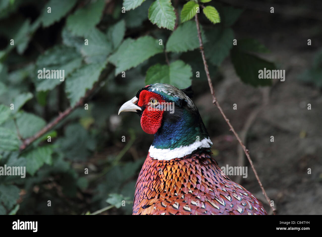 Uk male pheasant hi-res stock photography and images - Alamy