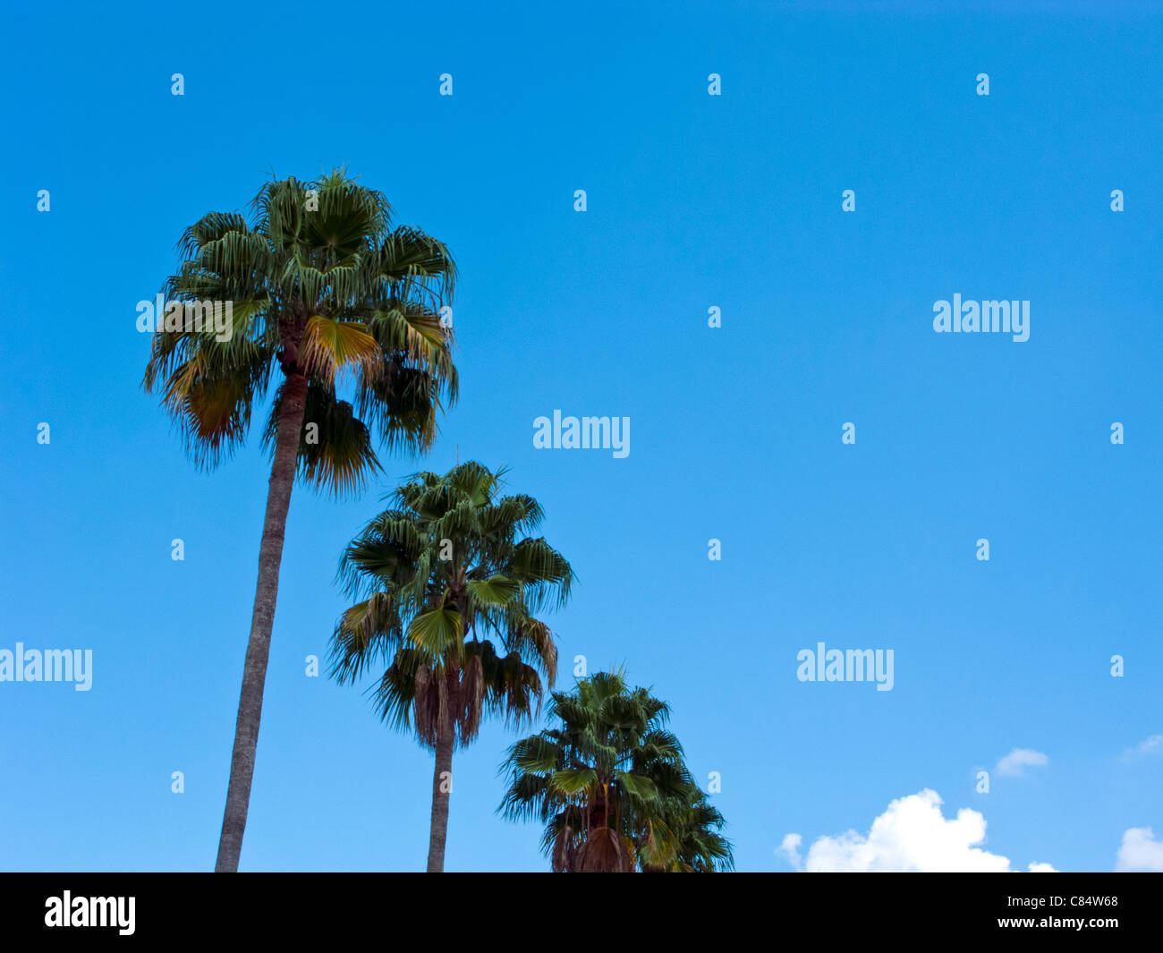 Three palm trees Stock Photo - Alamy