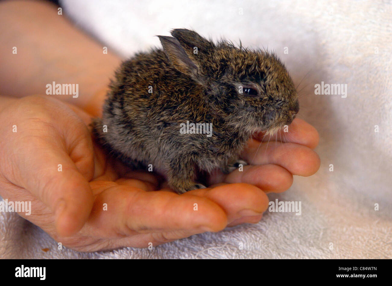 Baby Hare Leveret High Resolution Stock Photography and Images - Alamy