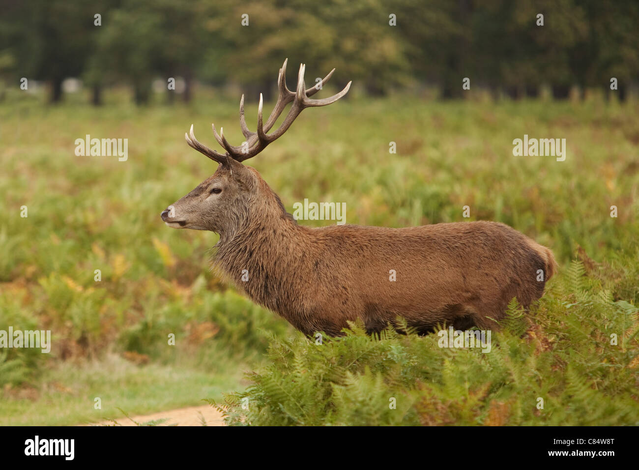 Young red deer stag hi-res stock photography and images - Alamy