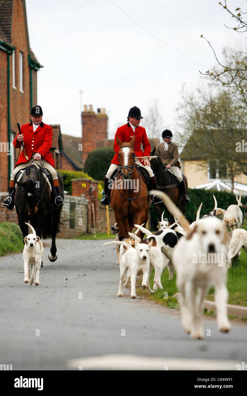 Fox Hunting Dogs High Resolution Stock Photography and Images - Alamy