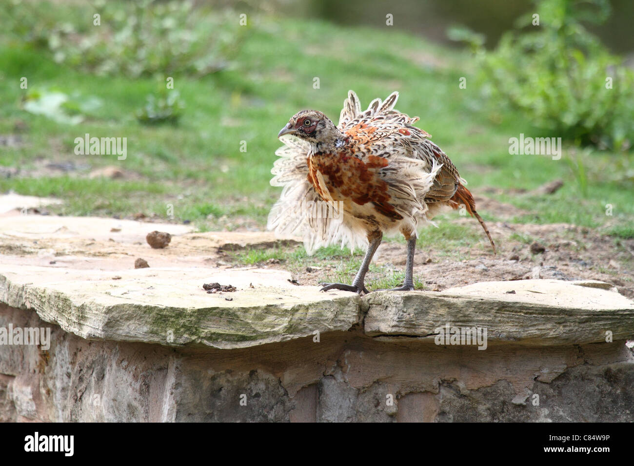 pheasant game bird UK male pheasant Stock Photo - Alamy