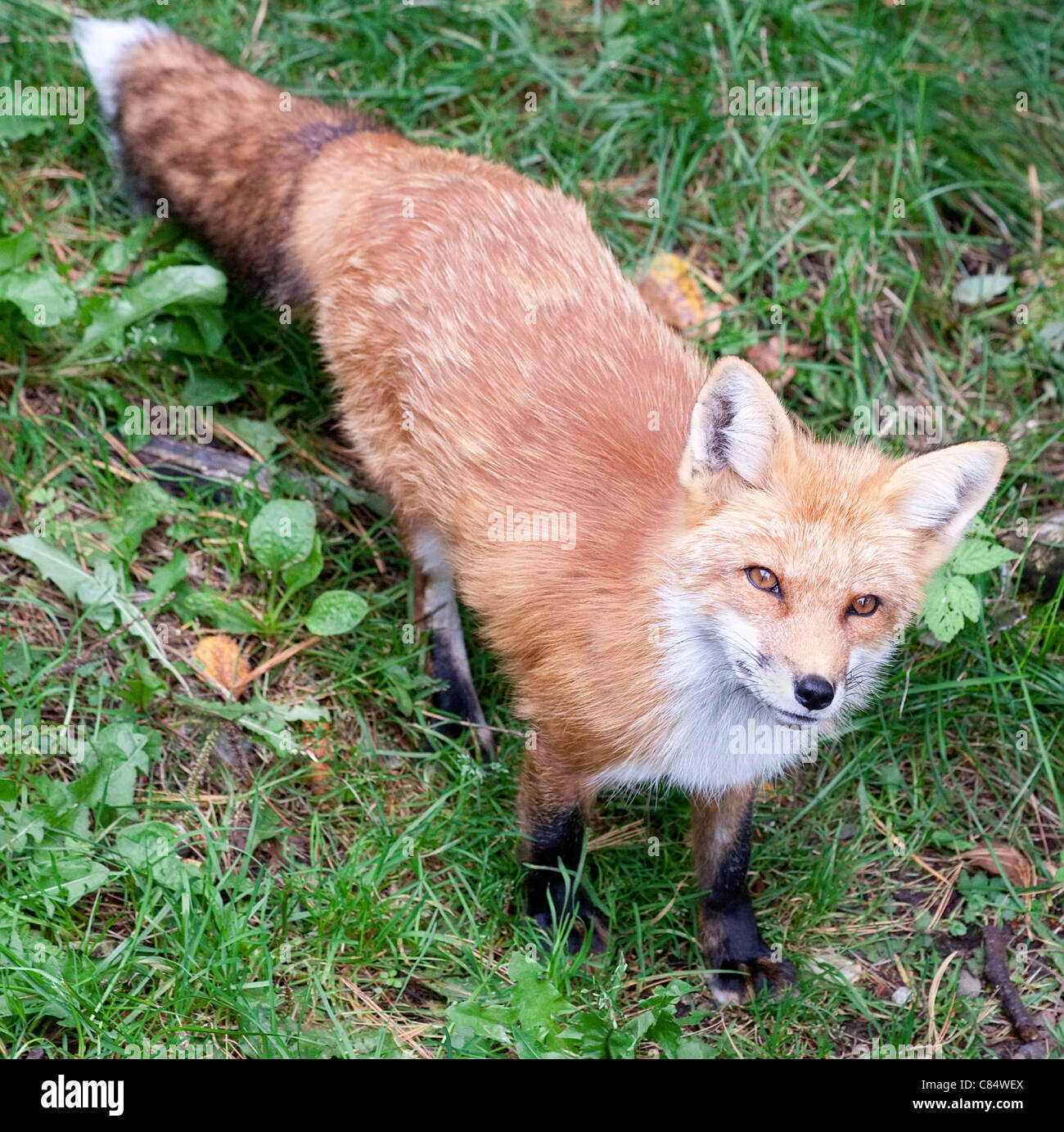 Fox looking up hi-res stock photography and images - Alamy