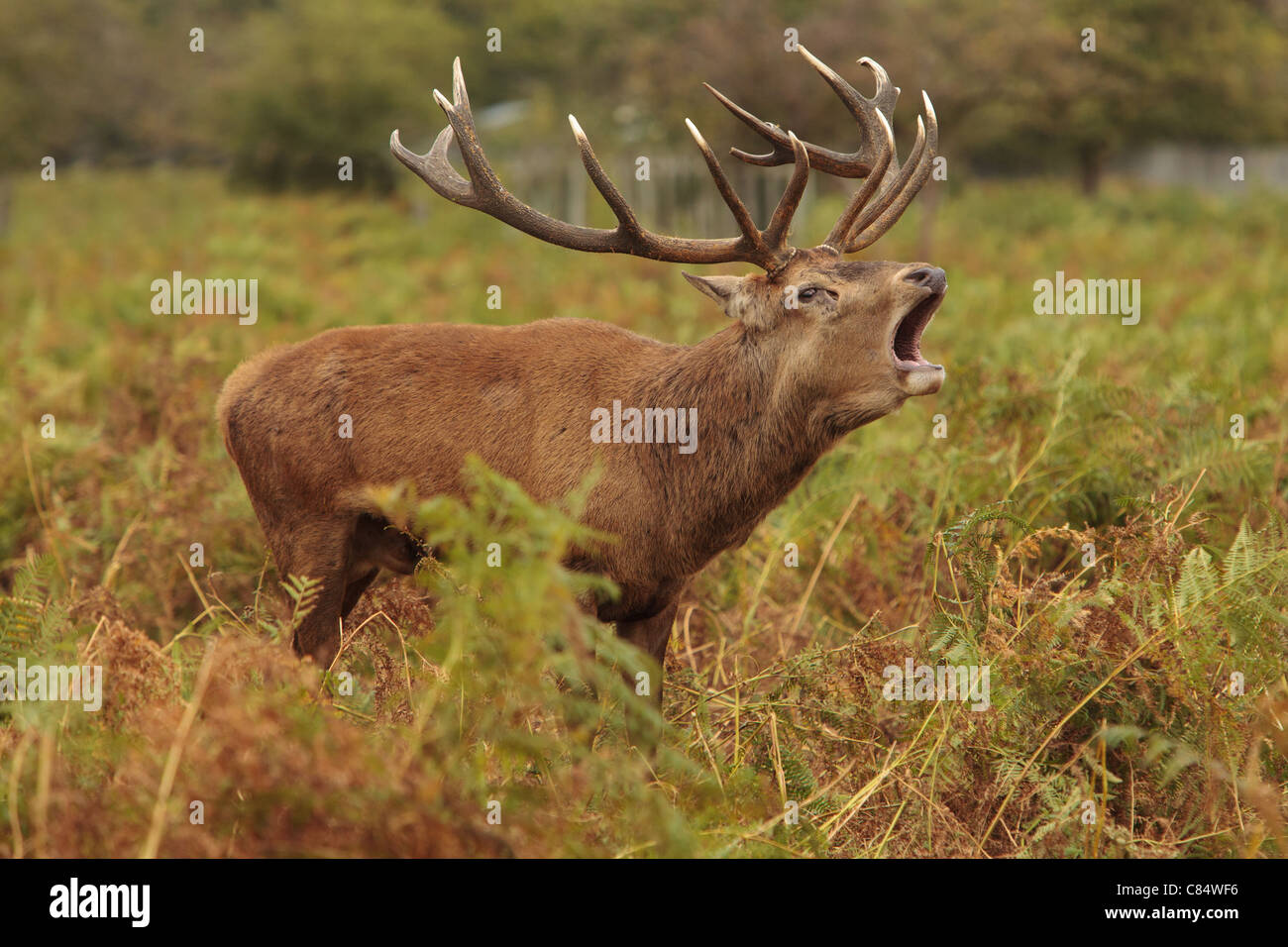 A red deer stag calling out for a female Stock Photo - Alamy