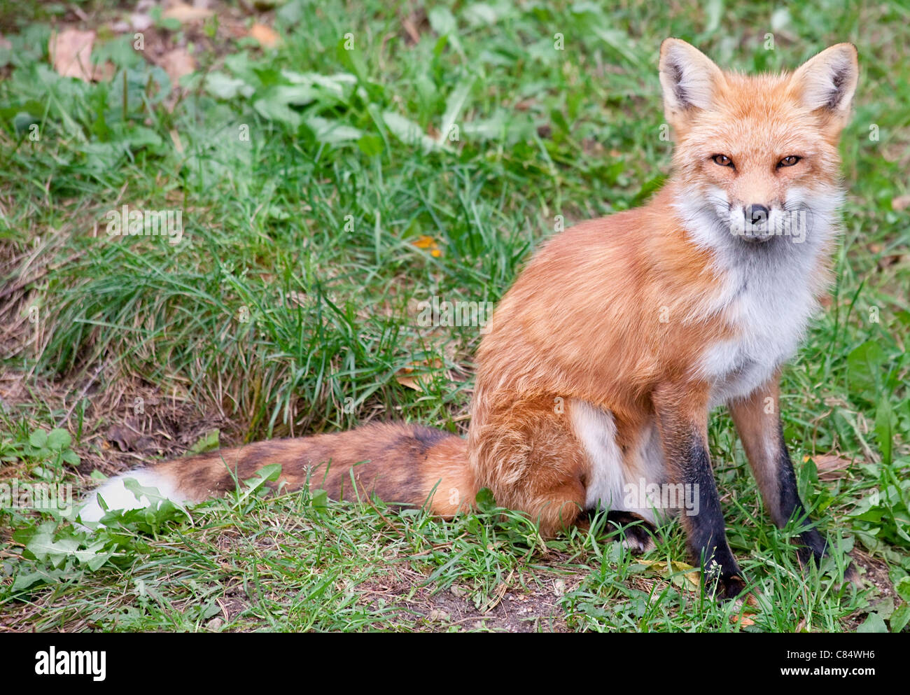 Fox Pose High Resolution Stock Photography and Images - Alamy