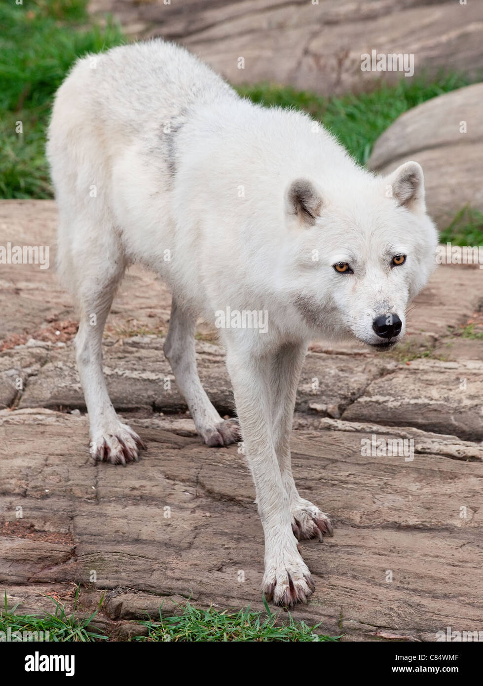 White arctic wolf hi-res stock photography and images - Alamy
