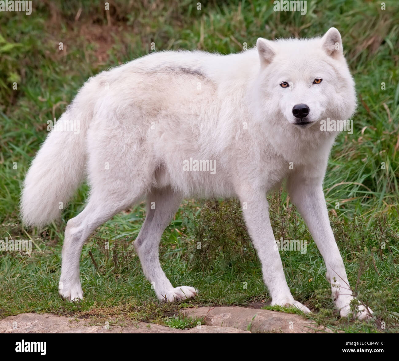 Arctic wolf hi-res stock photography and images - Alamy