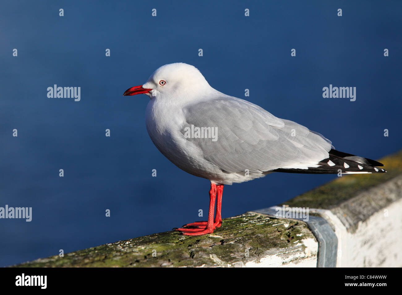 A lone seagull at Akaroa harbor in New Zealand Stock Photo - Alamy