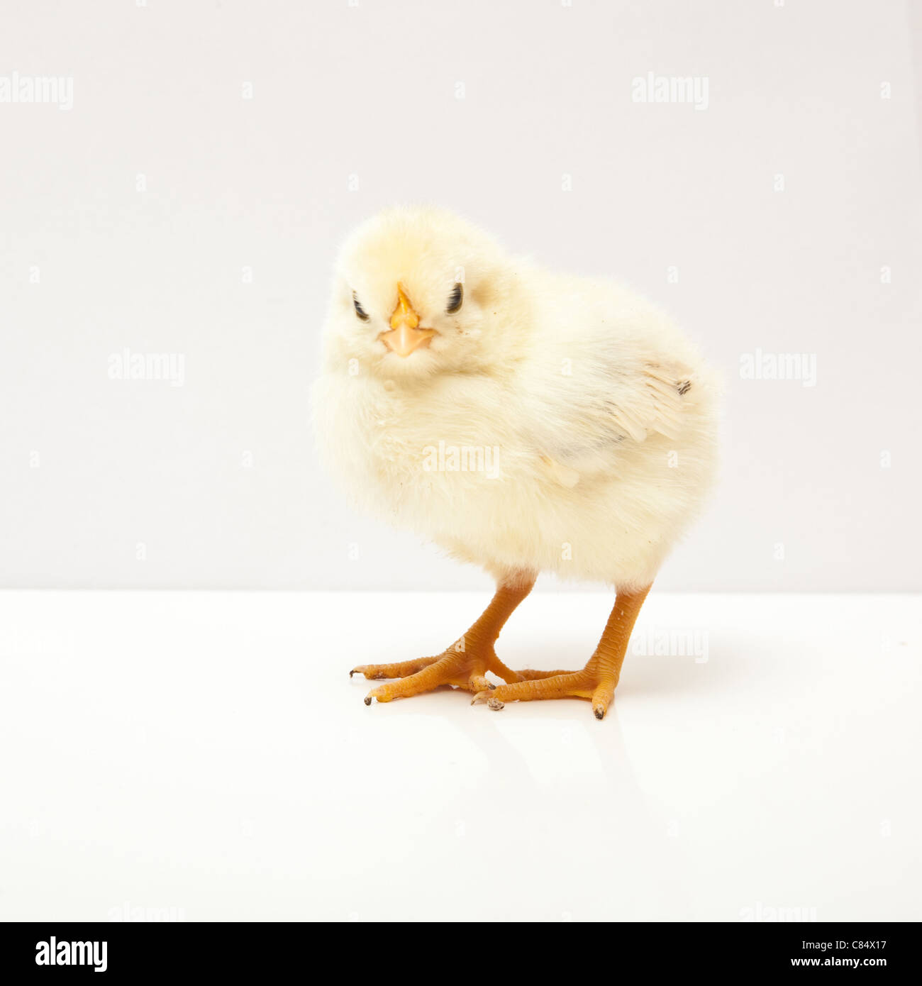 Baby chicken chick on a studio background. Hampshire England Stock ...