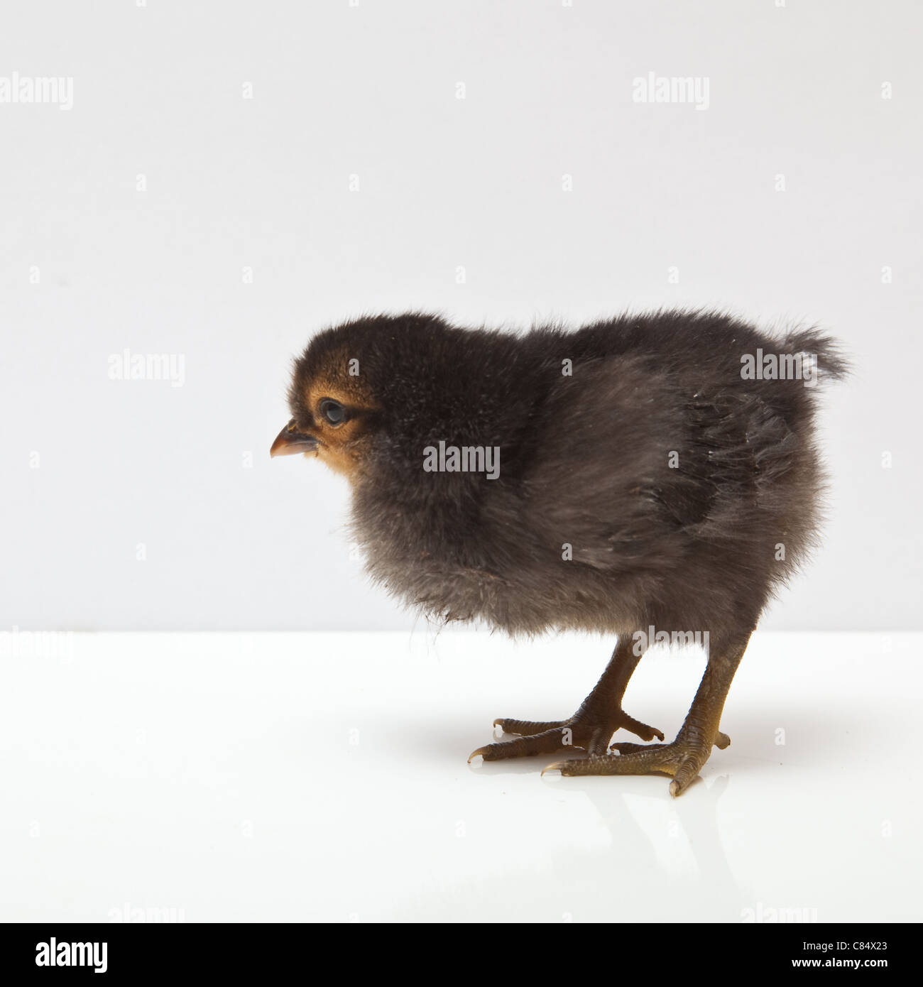 Baby chicken chick on a studio background. Hampshire England Stock ...