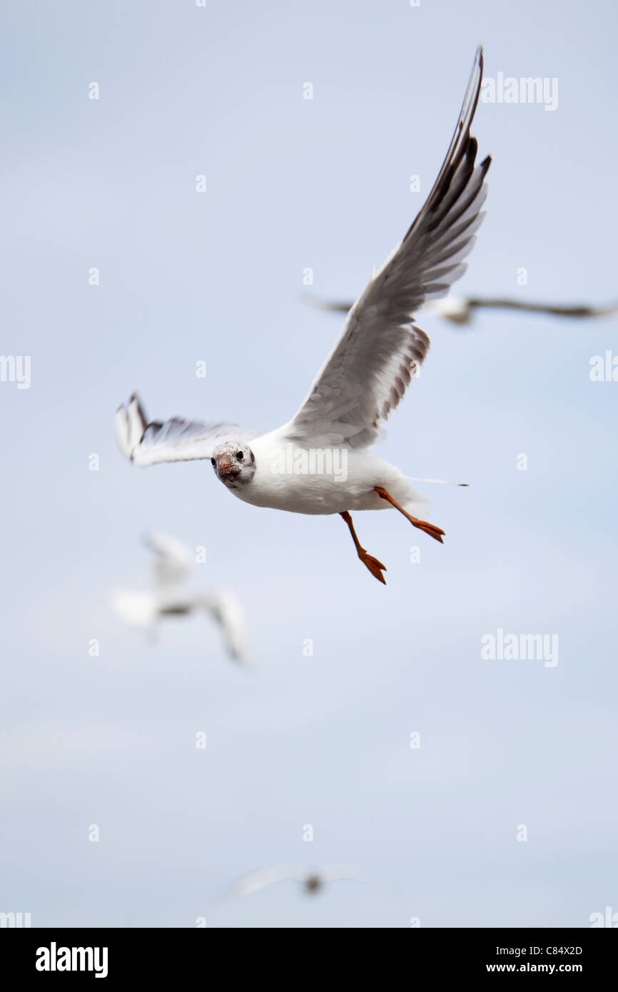 Seagull in flight Stock Photo - Alamy