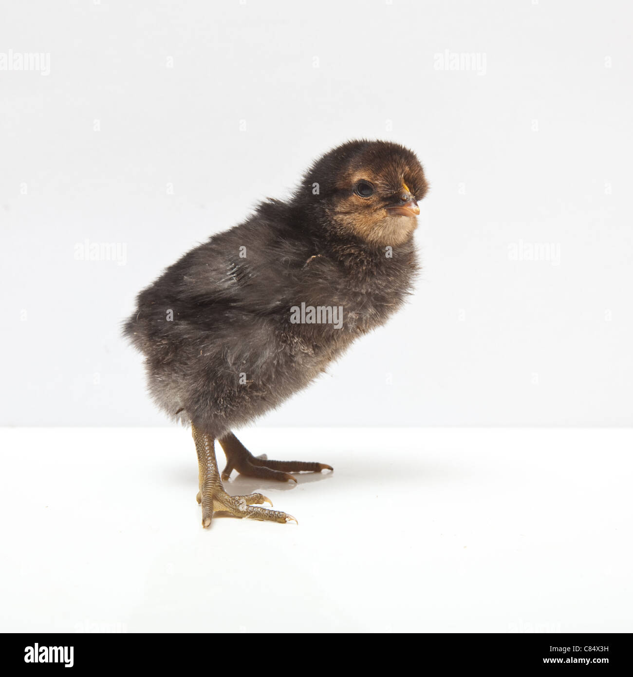 New hampshire hen hi-res stock photography and images - Alamy