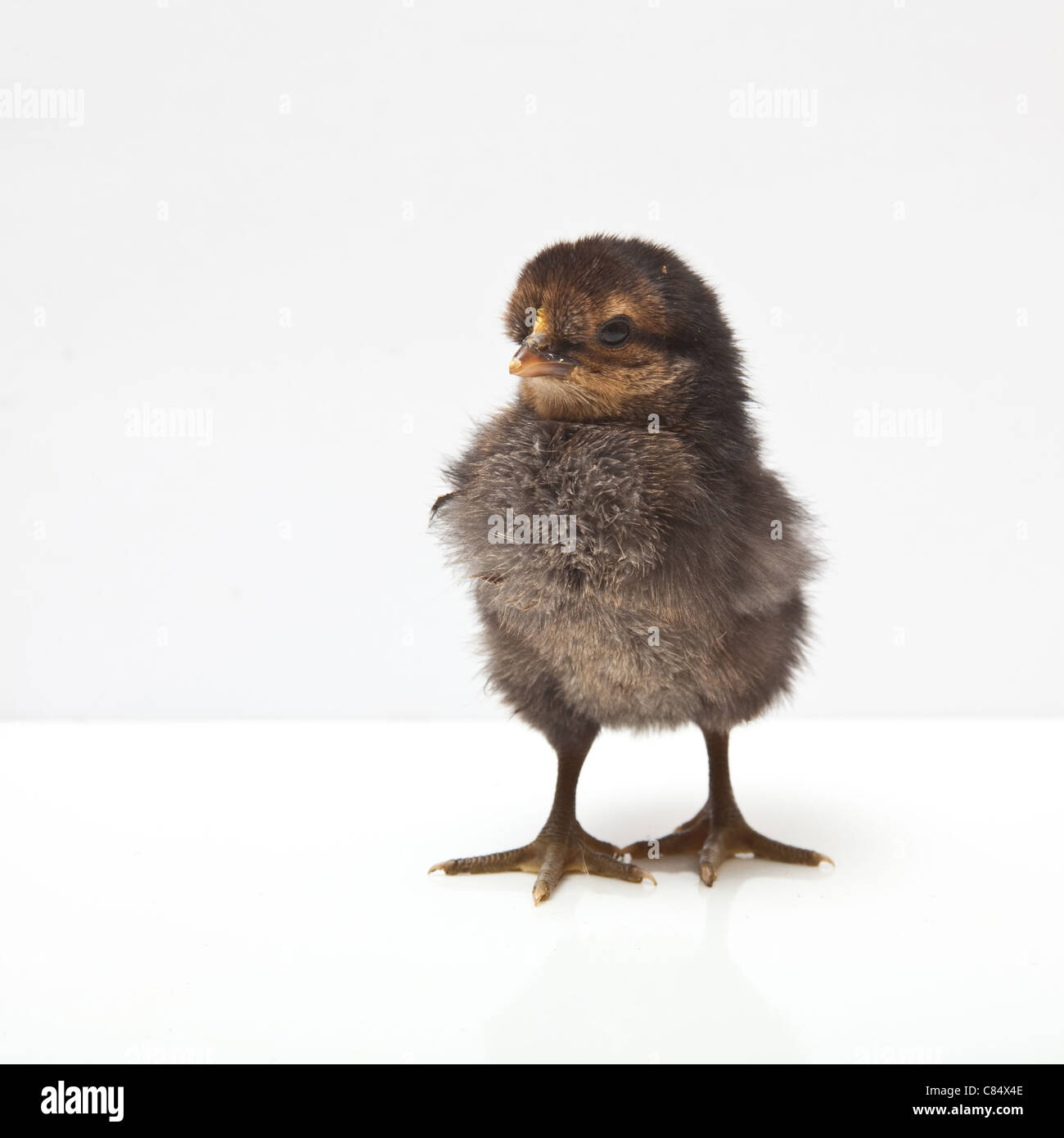 Baby chicken chick on a studio background. Hampshire England Stock ...