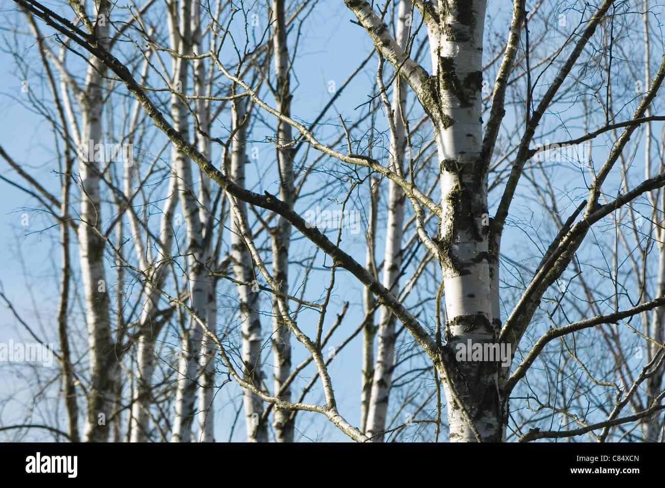 Grove of birch trees Stock Photo - Alamy