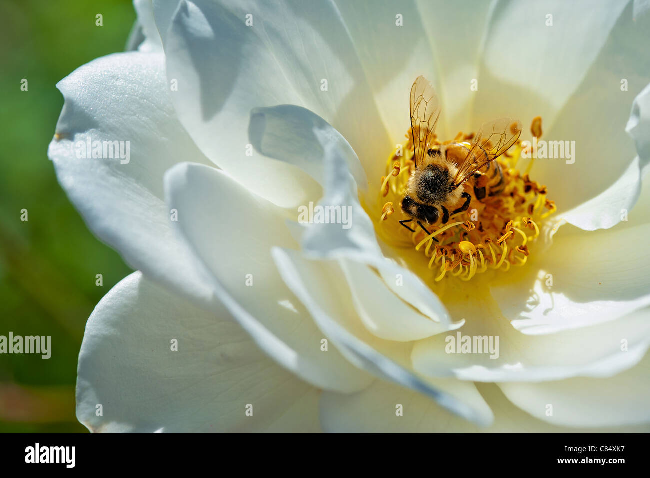 Bee gathering pollen from a rose Stock Photo - Alamy