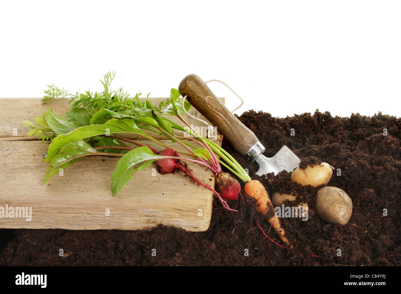 Freshly dug root vegetables in soil with a garden trowel and wooden ...