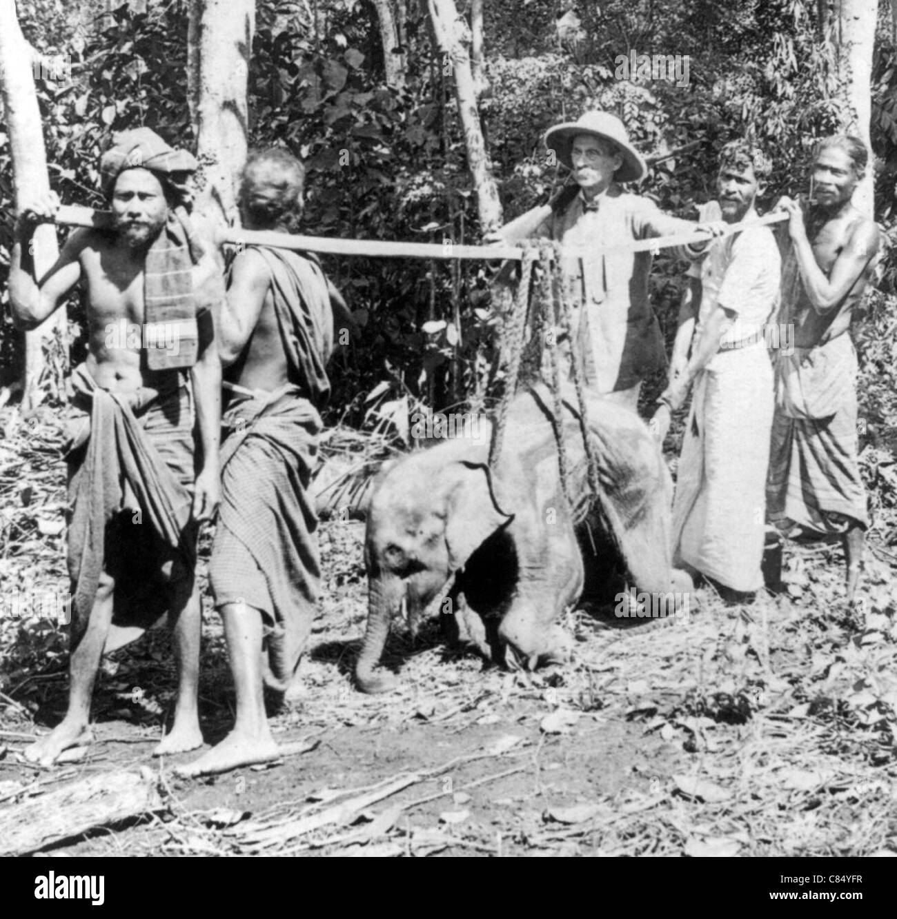 Bagging a babe of the jungle - a captured baby elephant, interior ...