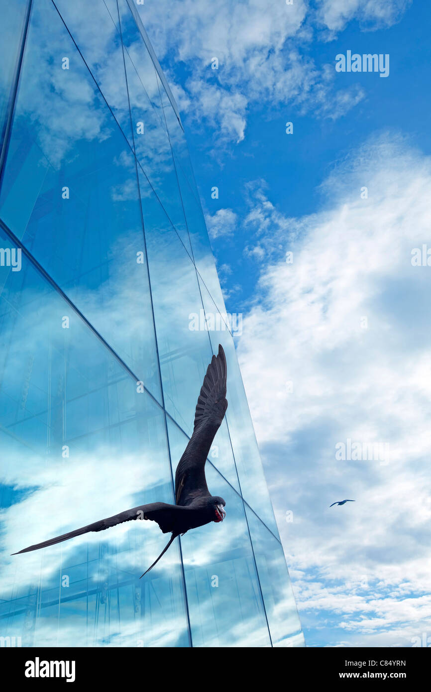 Freegate bird flying in front of a glass building Stock Photo - Alamy