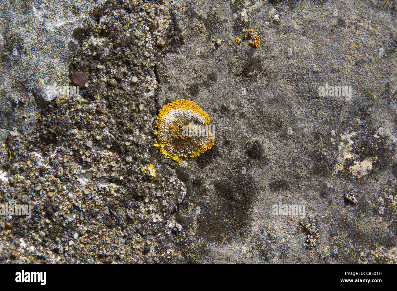 Yellow lichen on a well weathered piece of rock giving an artistic ...