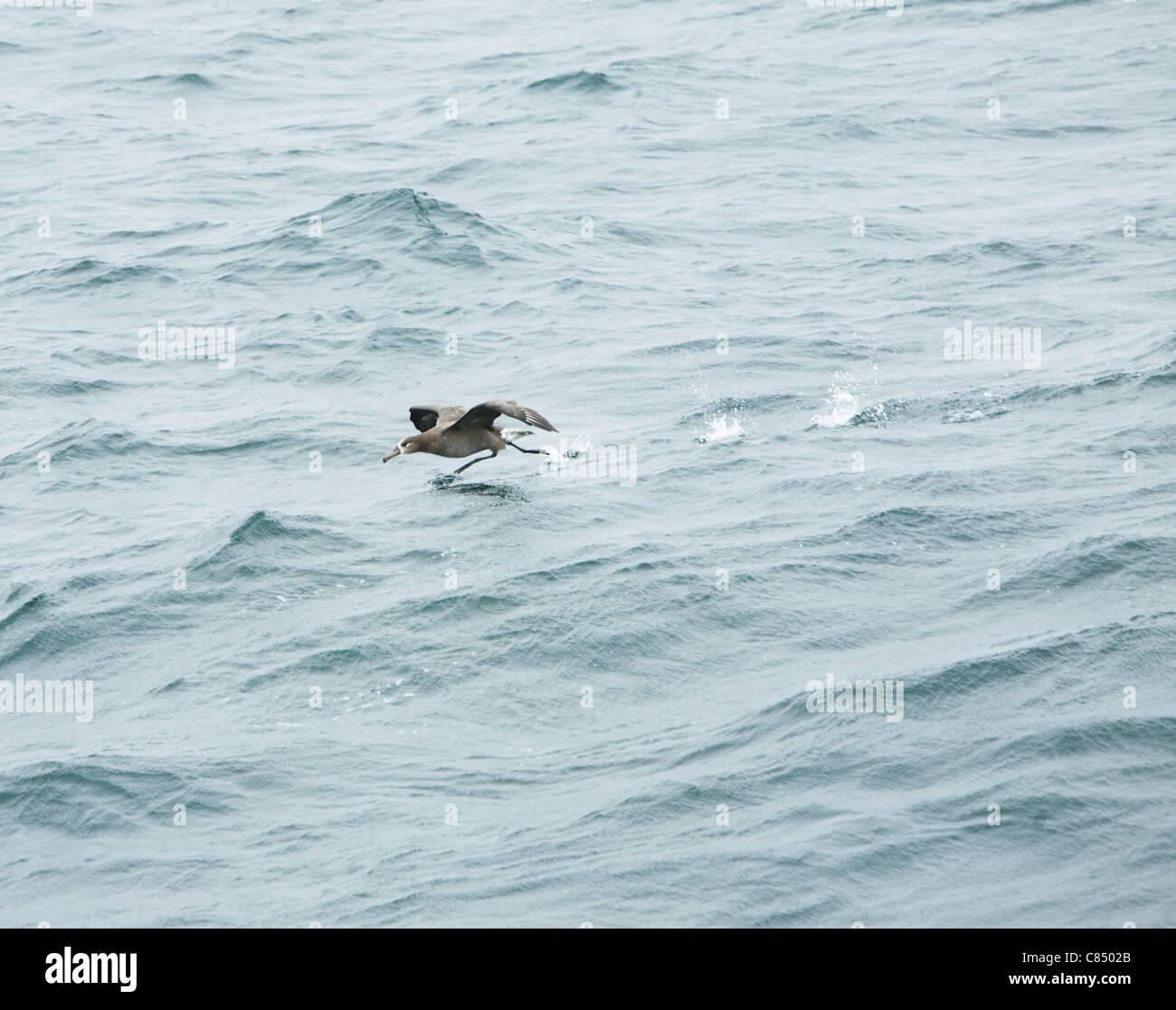 Albatross sea bird taking off Stock Photo - Alamy
