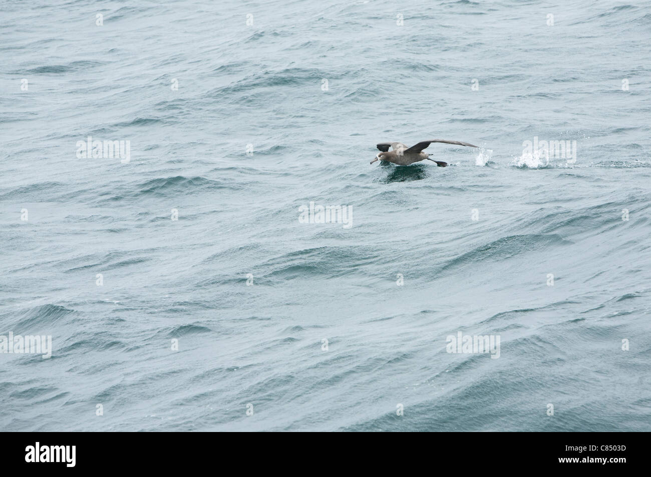 Albatross taking off Stock Photo - Alamy