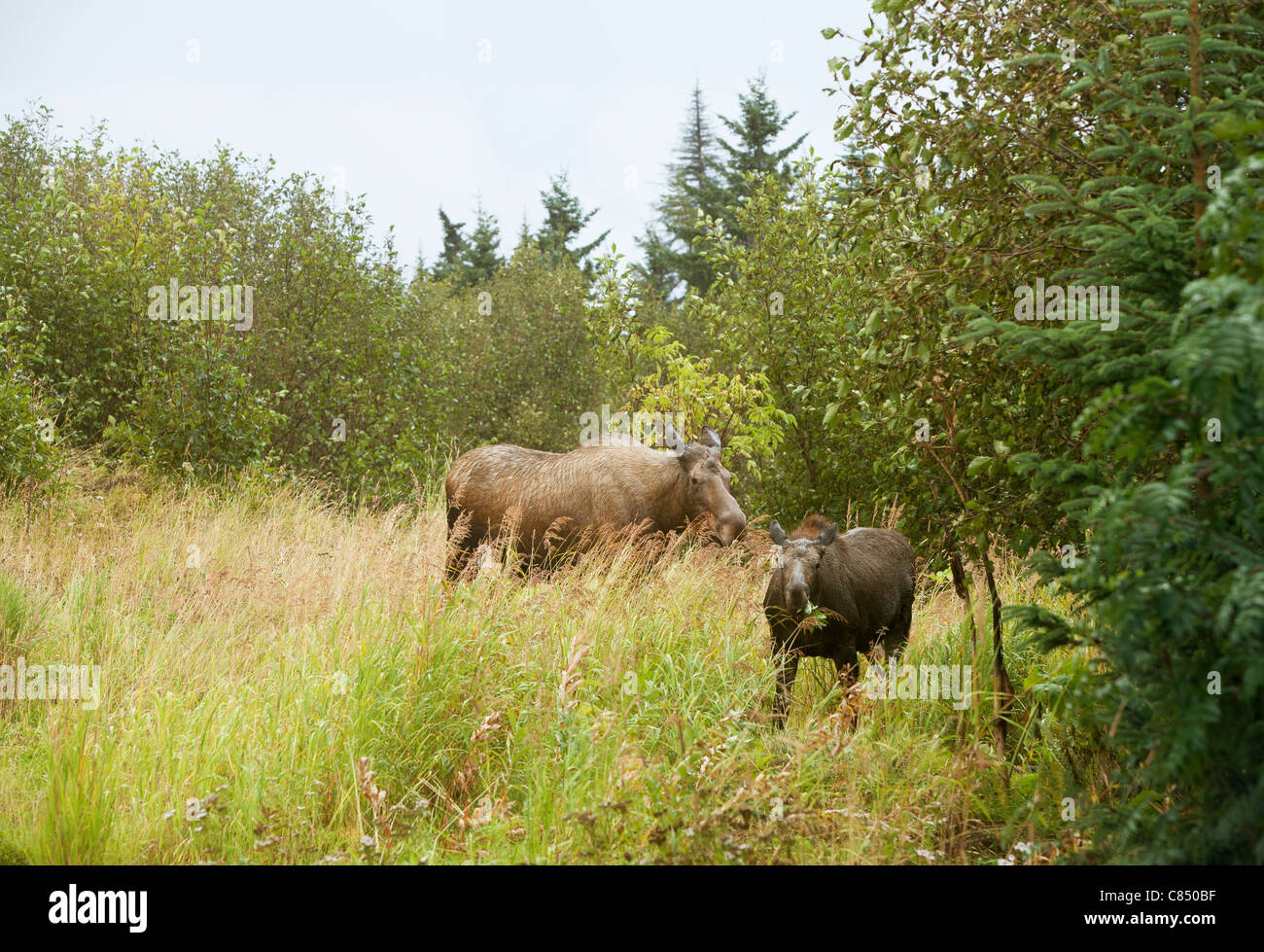 Moose hunt hi-res stock photography and images - Alamy