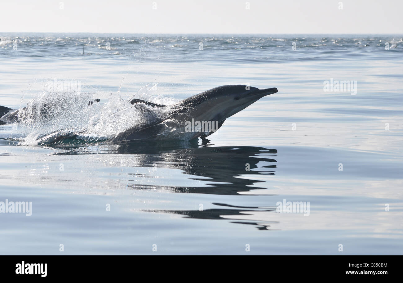 Common dolphin jumping hi-res stock photography and images - Alamy